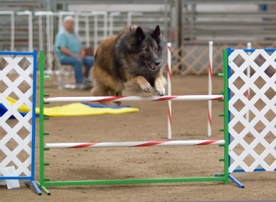 10 Dog Breeds That Represent Courage (And 10 That Represent ...