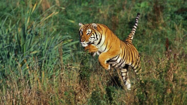 9 Fascinating Facts About Tigers You Probably Did Not Know - NewsBreak