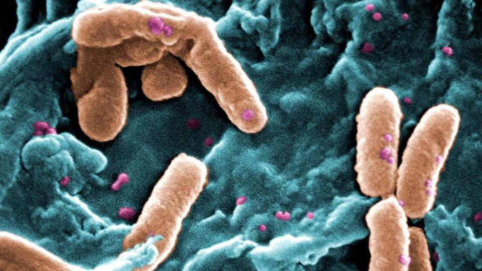 Scientists Discover Extremophile Bacteria Could Survive Asteroid ...