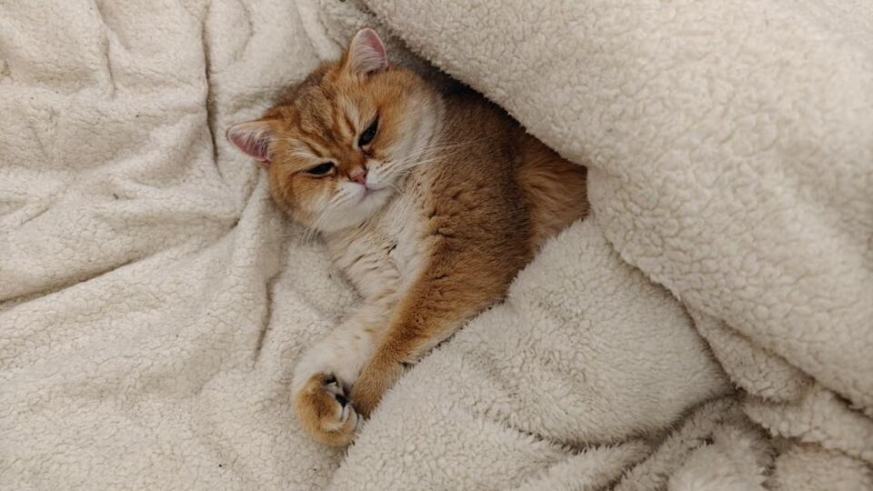 10 Ways to Create a Calm Sanctuary for Your Senior Cat - NewsBreak
