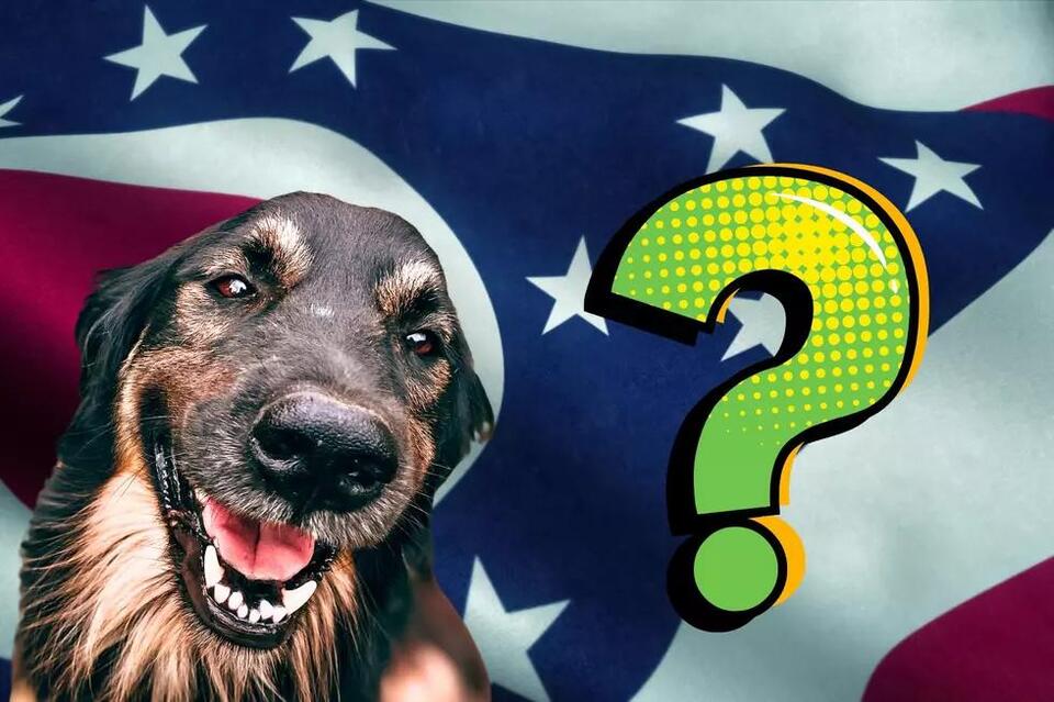 What is the Official State Dog of Ohio? - NewsBreak
