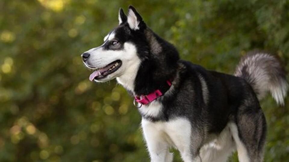 Fur Baby Friday: Axel seeks loving home after heart-wrenching farewell ...