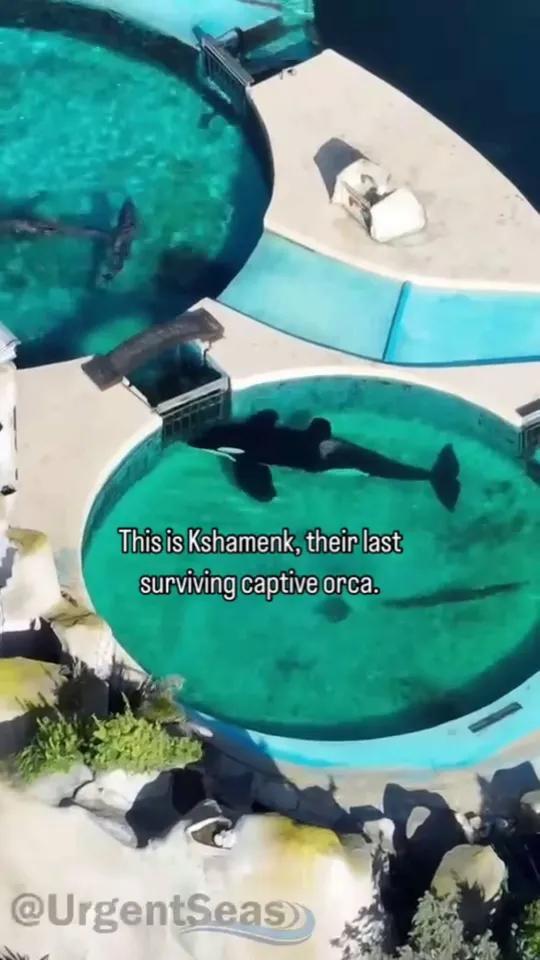 Tragic new vid shows ‘world’s loneliest orca’ lying near-motionless in ...