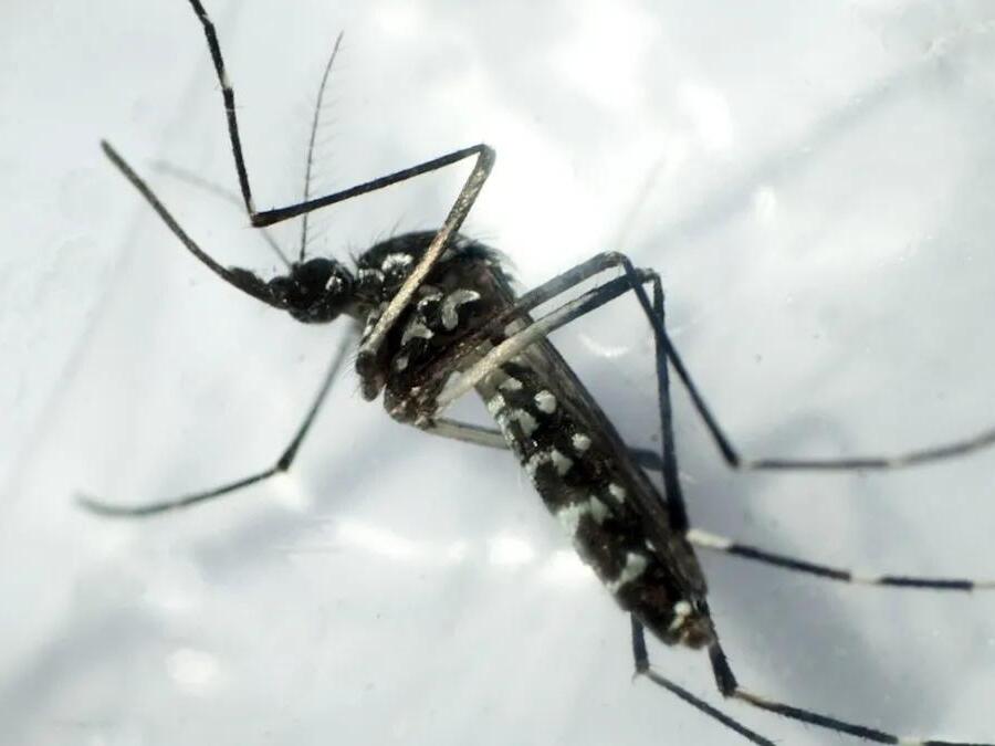 27 Illinoisans infected with dengue as CDC warning in effect in US