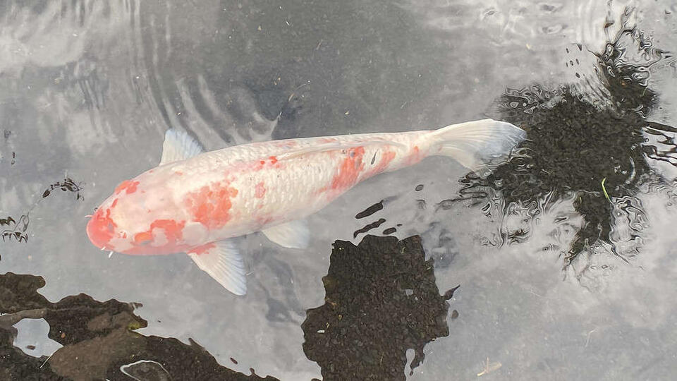 The Top 6 Most Expensive Types of Koi Fish in 2024 - NewsBreak