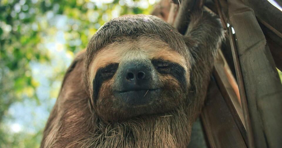 Report: Child bit by sloth at NC family-run zoo - NewsBreak