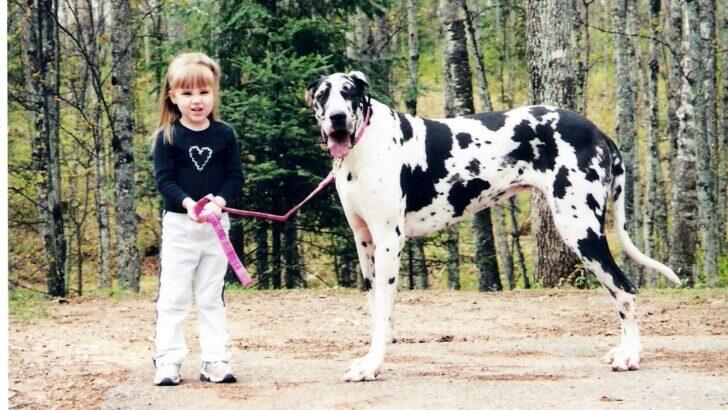 14 Unique Dog Breeds with the Most Unusual Coats and Markings - NewsBreak