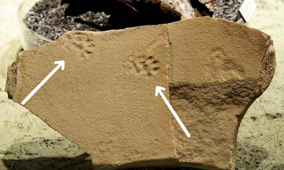 29-million-years ago, a cat with retractable claws left paw tracks in ...