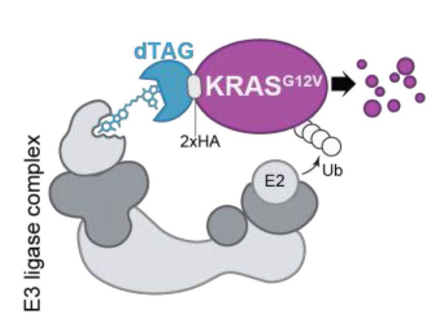 Anirban Maitra: Preclinical studies in lung cancer using a KRAS G12V ...