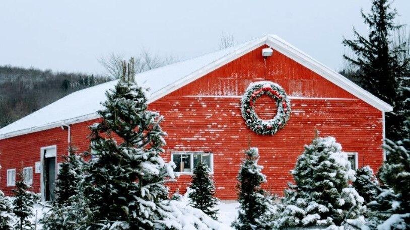Maine’s Piper Mountain Christmas Tree Farm Opens This Month - NewsBreak