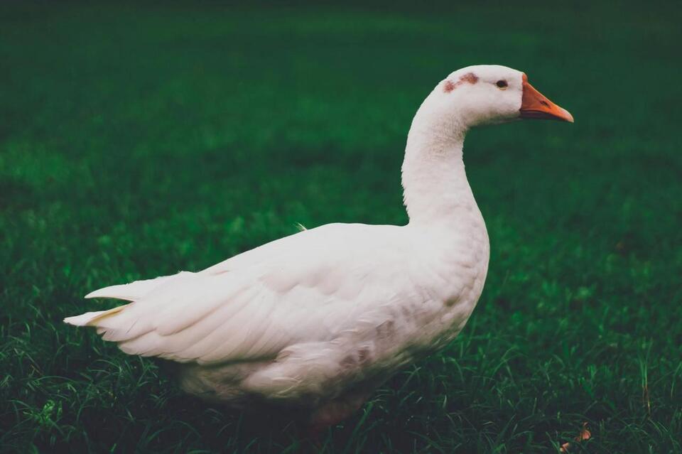 Goose Hunting Season in Wisconsin: Dates, Regulations, and Top Spots ...