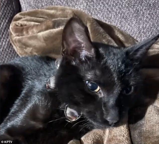 Kitten saves sleeping owner from house fire by scratching his face ...