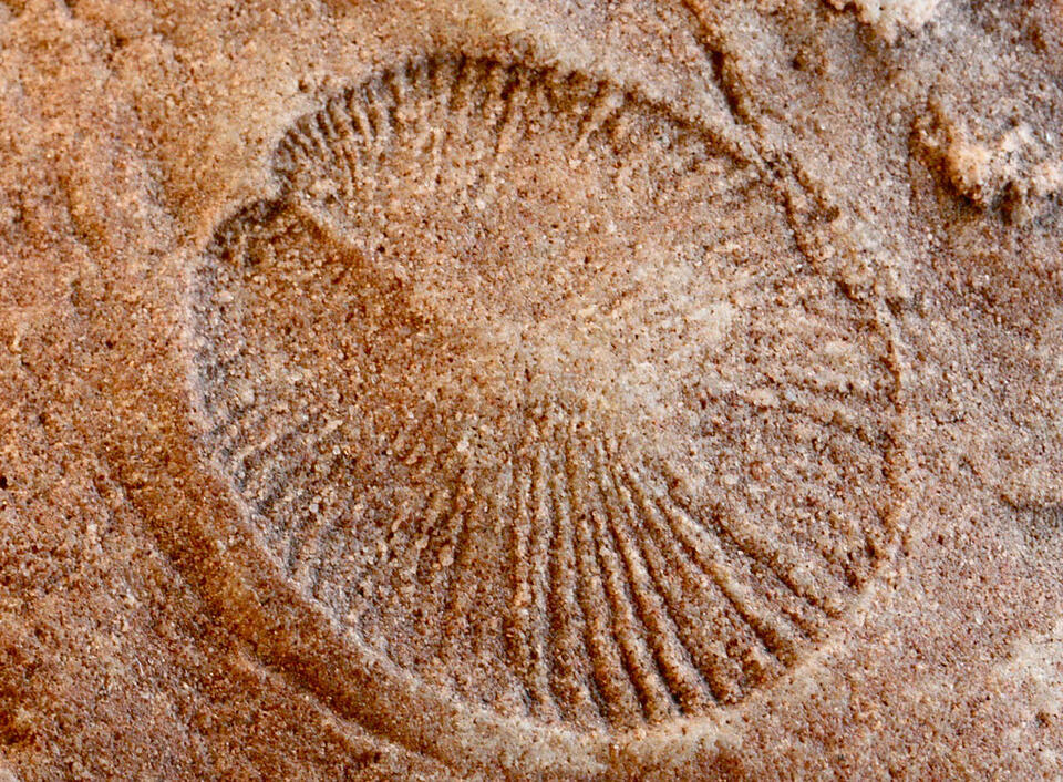 The Weirdest Fossil in the World Might Be from the Ediacaran Hills ...