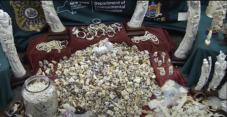 $12 Million Of Illegal Elephant Ivory Found In New York State - NewsBreak