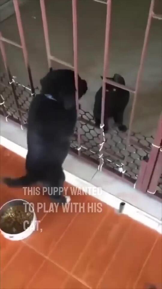 A cat helped a puppy who got stuck in a fence