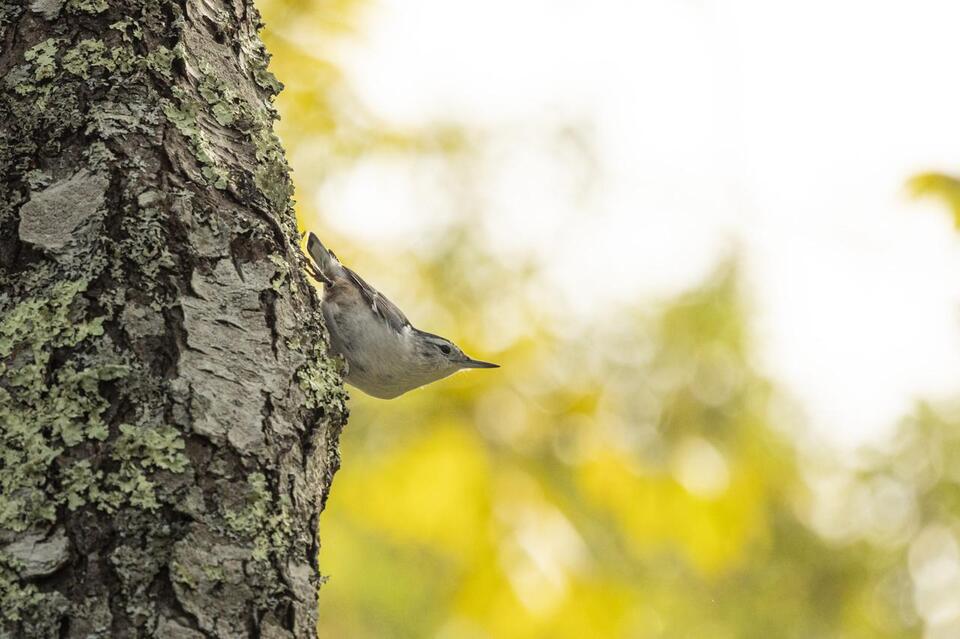 Bird-A-Thon 2025: A Day for Birds, Science, and Community - NewsBreak
