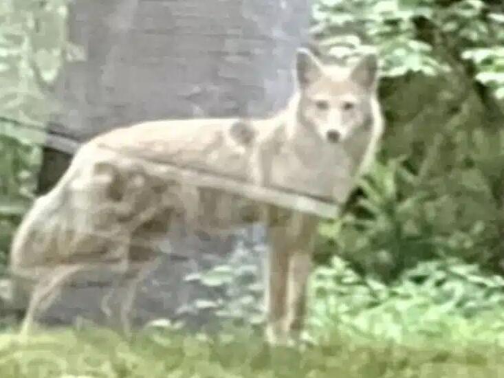 Dog-Snatching Coyote Captured but at Least One Is Still at Large