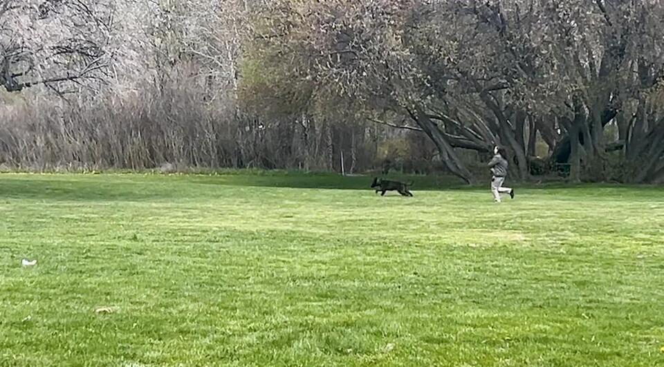Detection dogs get time to shine during Idaho K9 training conference ...