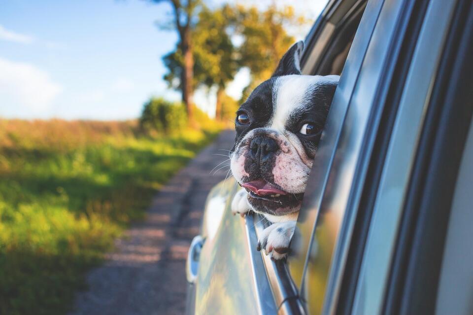 9 Pet Friendly Road Trips in America That Actually Deliver Everything ...