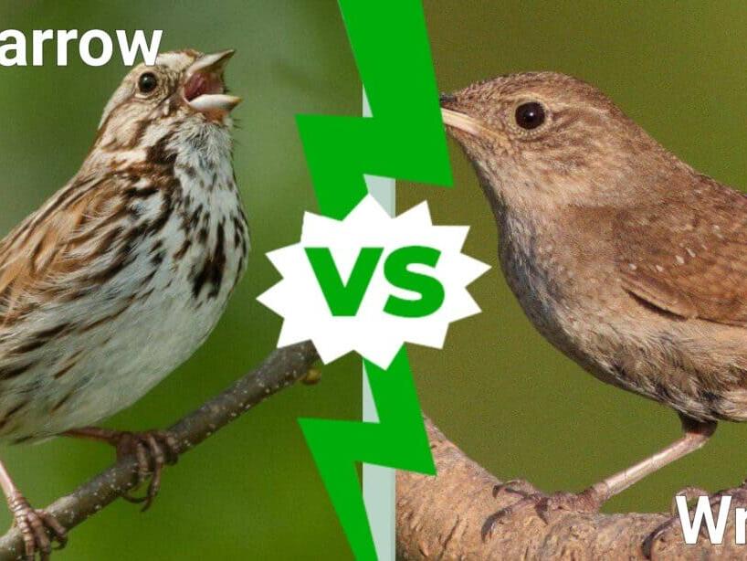 Sparrow vs Wren: Key Differences Explained