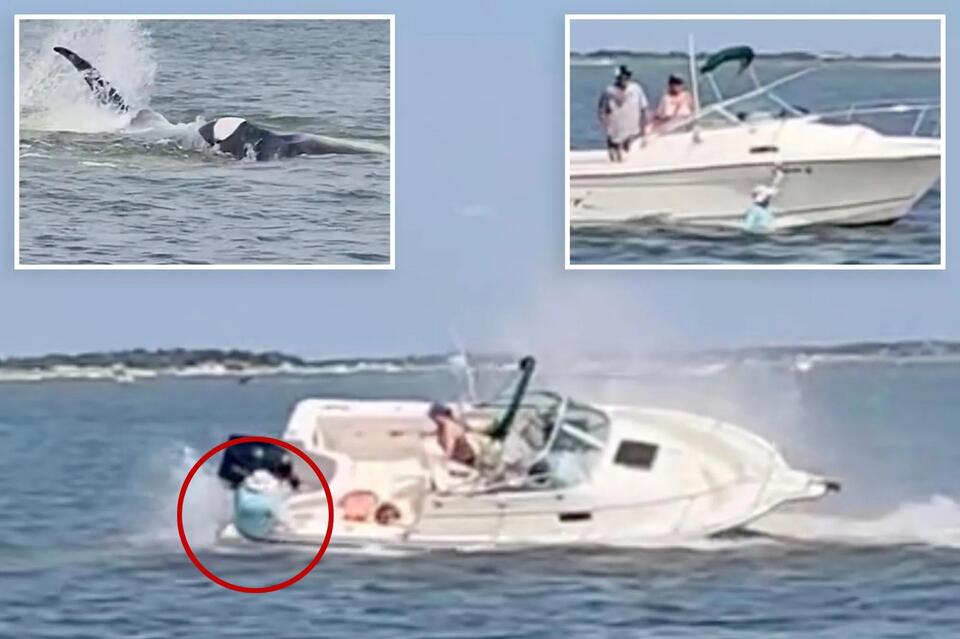 Whale dies off Jersey Shore after bashing boat, throwing passenger into ...