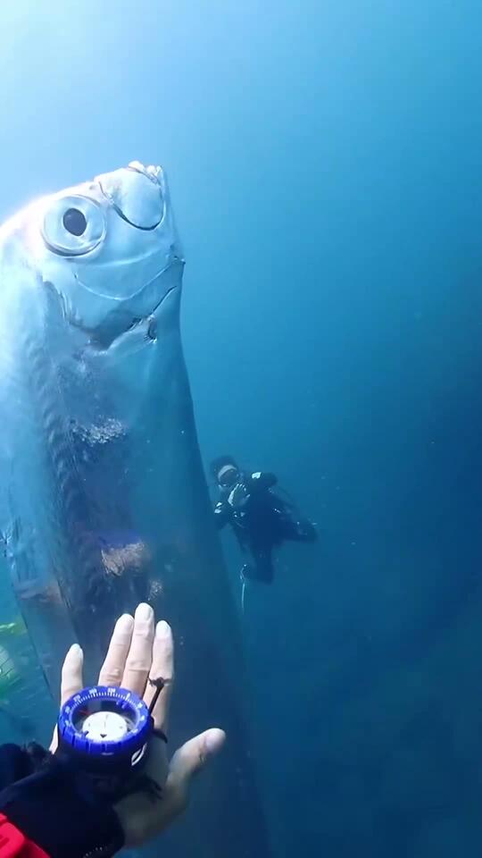 A giant oarfish was spotted in shallow waters off the northeast coast ...