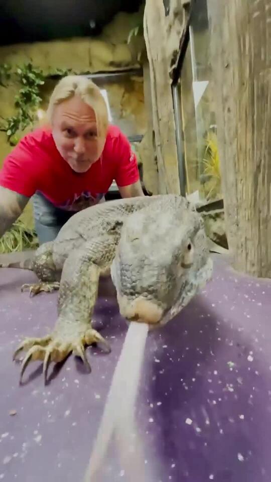 My Black Throat Monitor One of the coolest giant lizards in the world ...