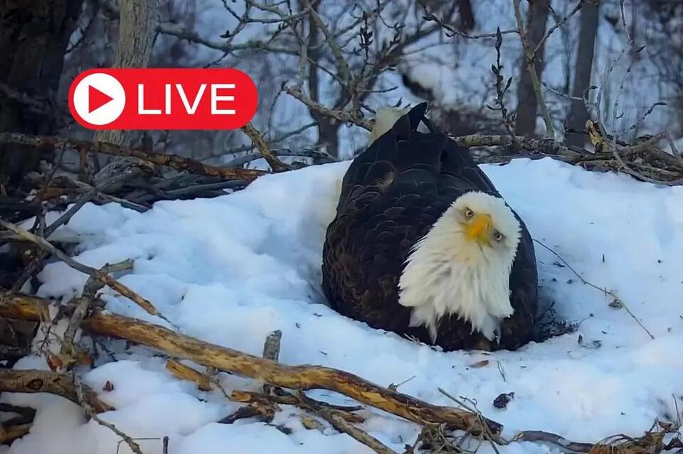 Minnesota DNR Adds New Eagle Cam for 2024 - NewsBreak