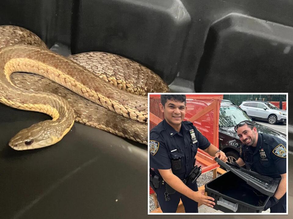 3-foot-long snake found slithering across NYC street: cops