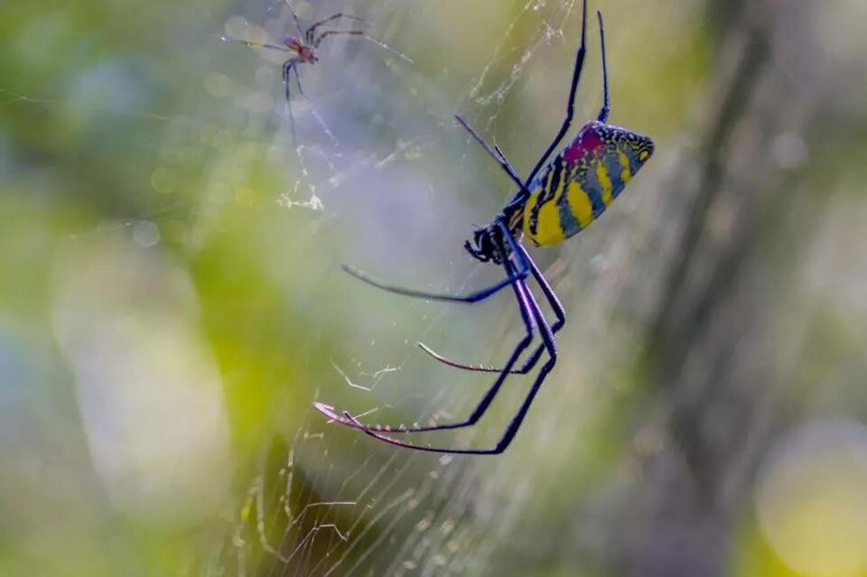 Will the New York Invasion of Giant, Venomous, Flying Spiders With ...