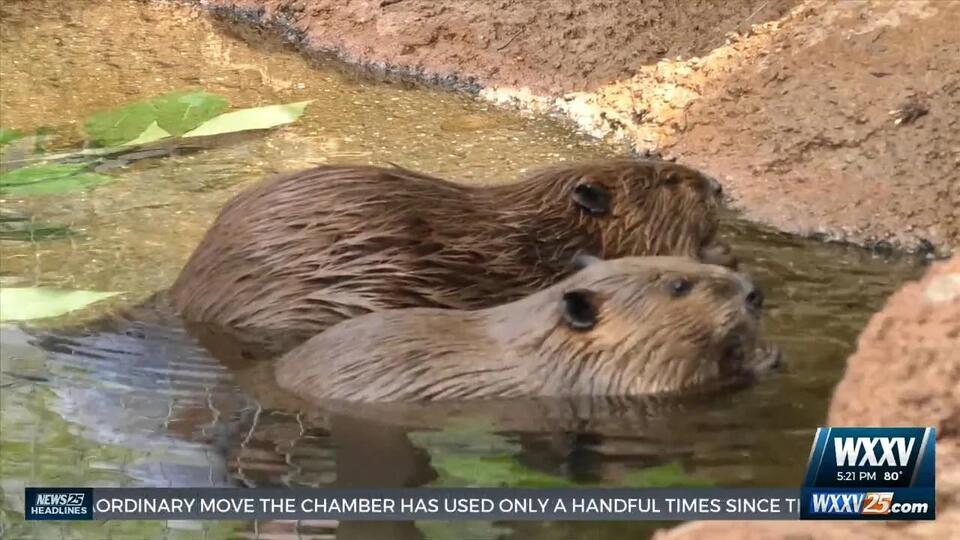 Mississippi Aquarium welcomes three new beavers - NewsBreak