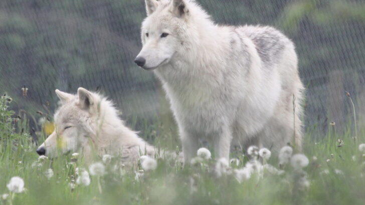 Which Wolf Pack Role Best Fits Your Personality? - NewsBreak