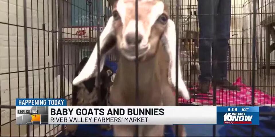 Bunnies, baby goats bring Easter spirit to River Valley Farmers’ Market ...