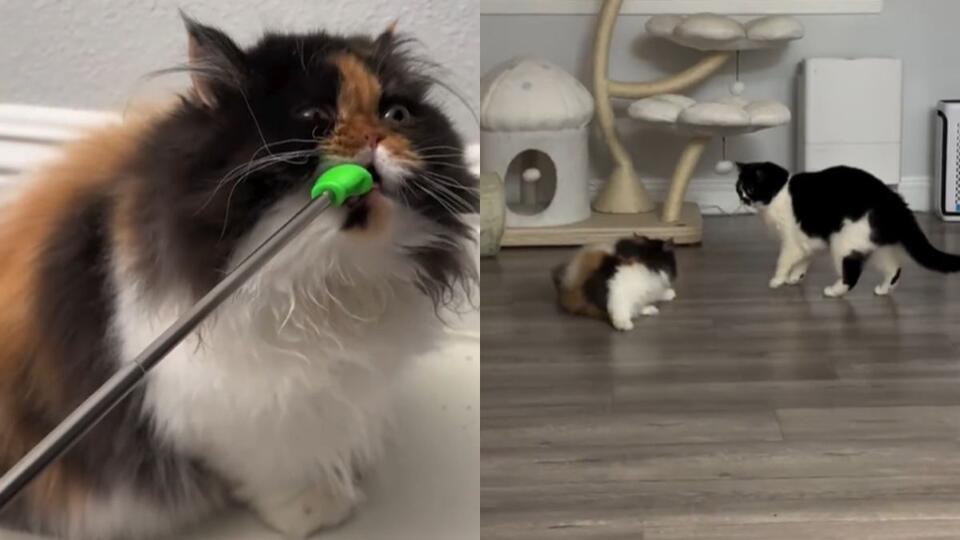 Cat Is Always on Her Absolute ‘Worst’ Behavior in Hilarious Video ...