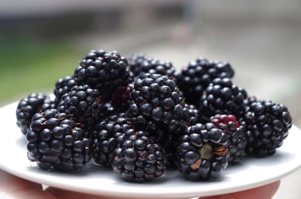 10 Antioxidant-Packed Berries Ranked from Juicy Powerhouses to Sweet ...
