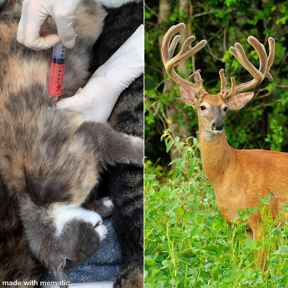 PETA Took In 3,317 Animals Last Year—What Happened to Most of Them Is ...