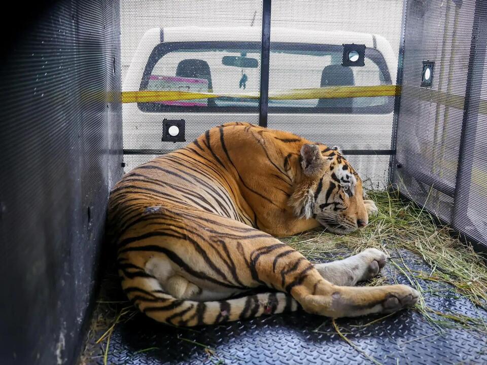 Escaped tiger captured on Mexican side of border, Reynosa mayor says