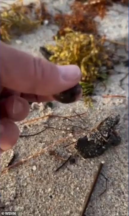 Major Florida beach is evacuated after shock discovery - NewsBreak