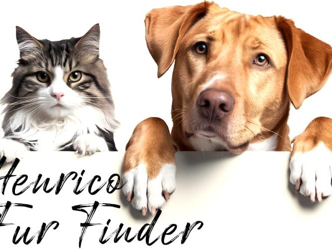 Henrico Fur Finder: Dec. 18, 2024