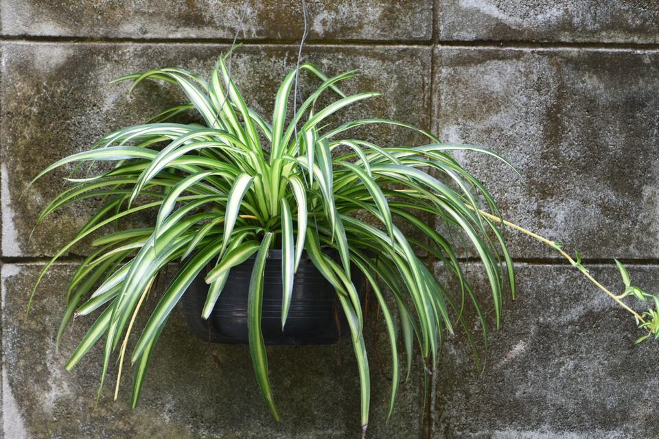 9 Brilliant Ways North Carolina Gardeners Make Spider Plants Bushier ...