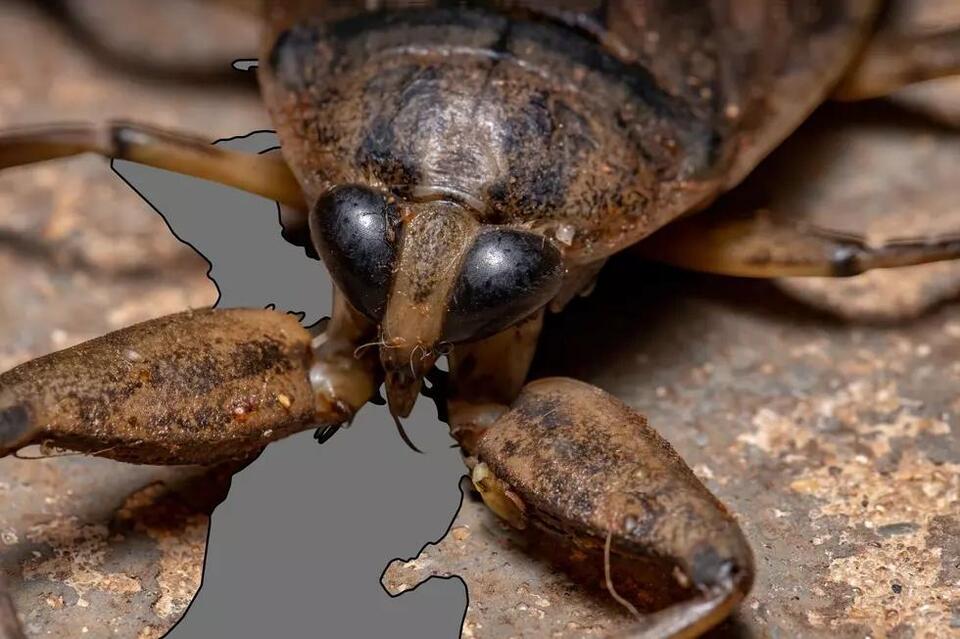 The ‘Toe Biting’ Giant Water Bug: Michigan’s Largest Insect - NewsBreak
