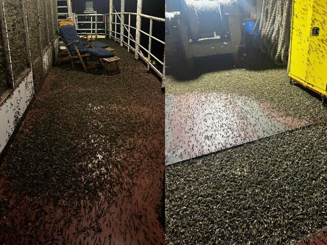 Mayflies swarm Great Lakes freighter as they begin showing up in metro ...