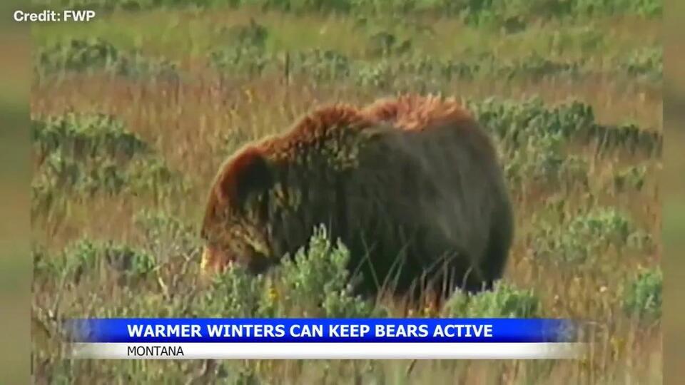 Wildlife expert shares how mild winters impact bear activity across ...