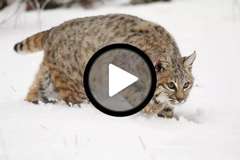 Bobcat Captured Digging Through Adirondack Snow in Stunning Video