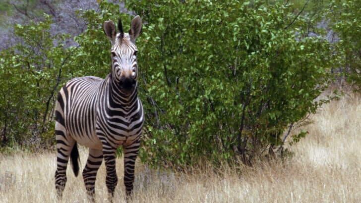 What Makes a Plains Zebra Different from a Mountain Zebra - NewsBreak