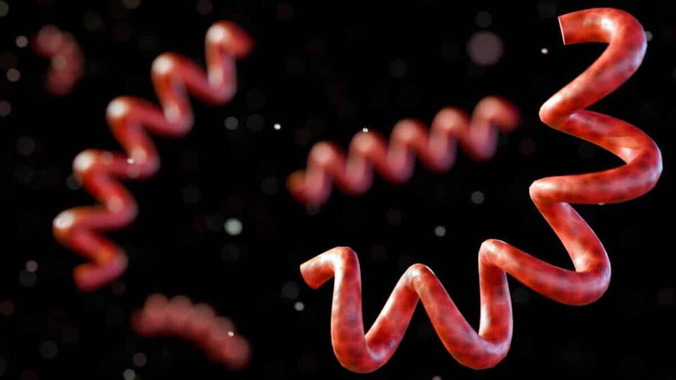 Scientists Find Lost Form Of Syphilis Bacteria In 5,500-Year-Old ...