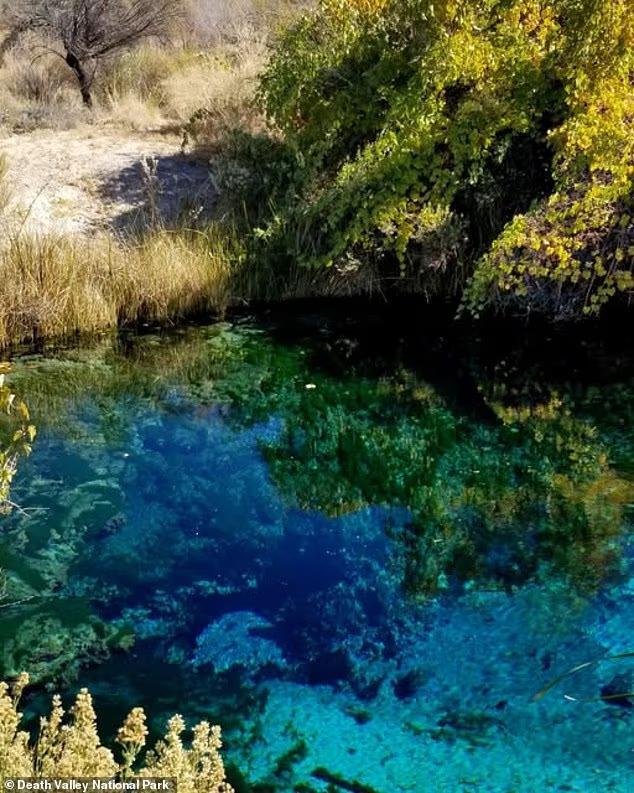 Population of world's rarest fish plummets from 212 to 20 after ...