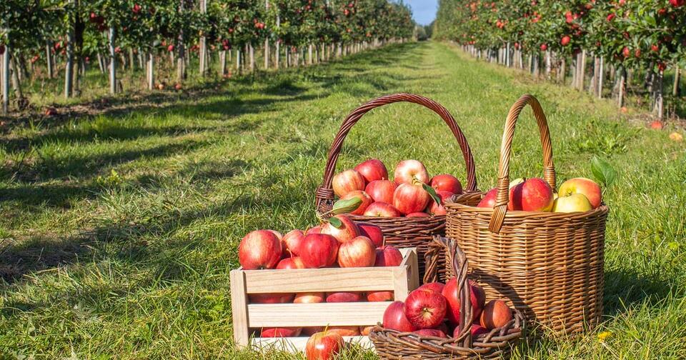Long-awaited specialty crop assistance finally here - NewsBreak