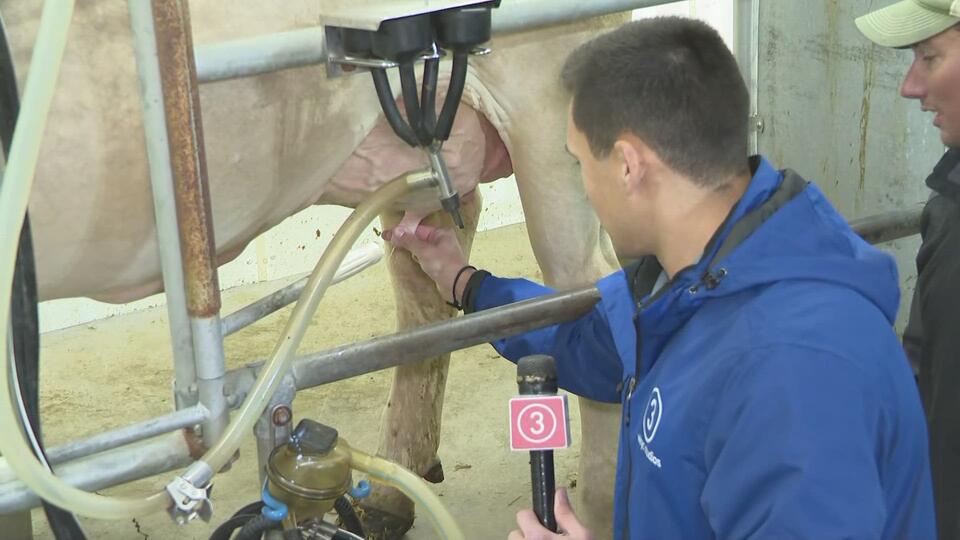 Milking cows at the Lorain County Fair - NewsBreak