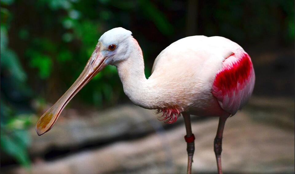 Birders flock to Green Bay to catch glimpse of Gulf Coast shorebird ...